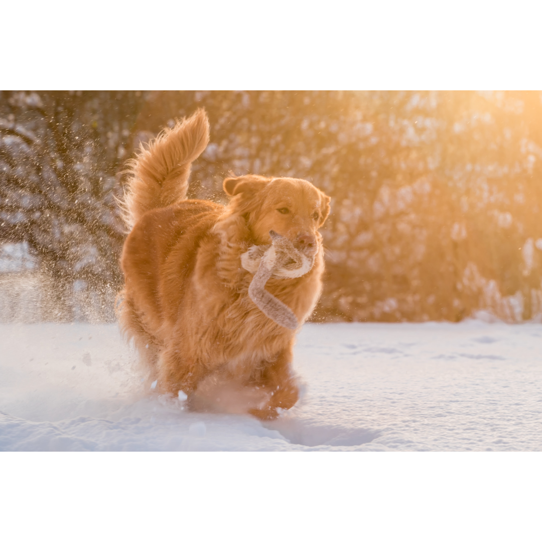 Is Your Pet Protected From Parasites All Year Long? | Mermaid Vet Hospital